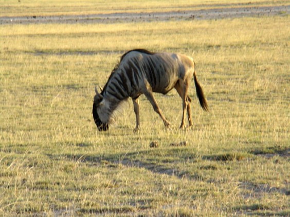 List of African Animals Beginning with Letters A to Z