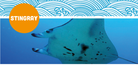 5 Dangerous Marine Animals: Prevention and Remedies - eDreams Travel Blog