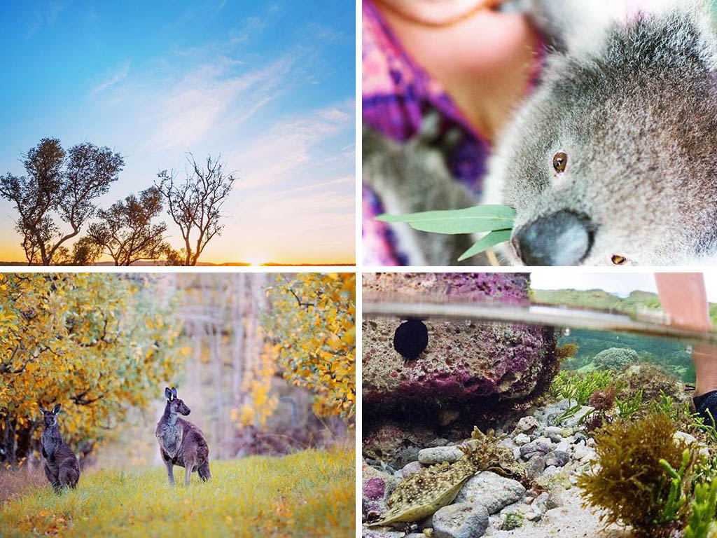18 Top Instagram Accounts To Follow If You're Visiting Australia