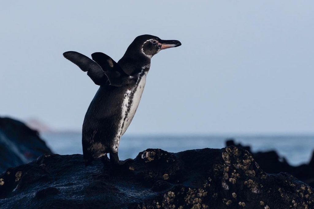 8 Reasons to Visit the Galapagos